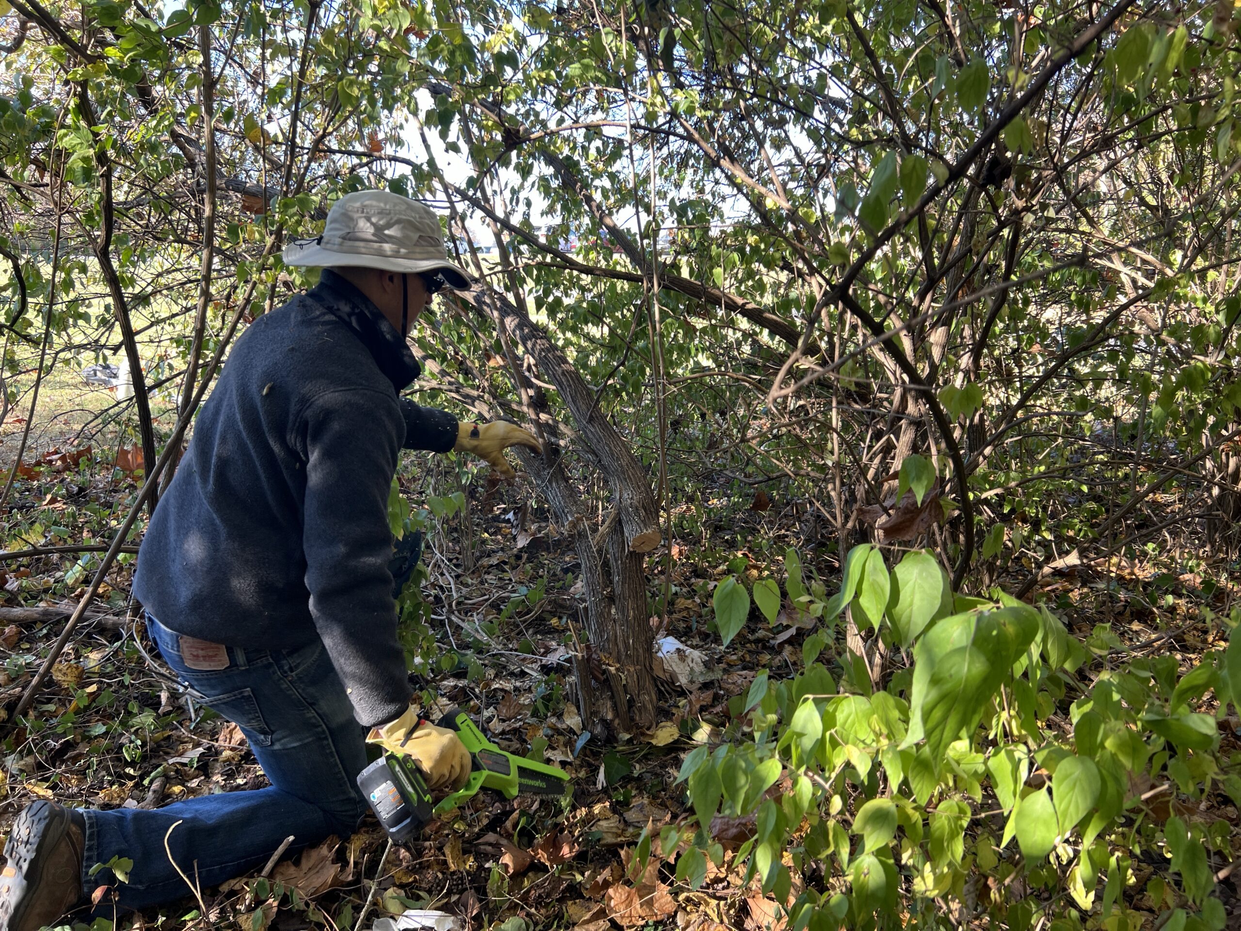 Remove Invasive Vines: Save The Trees - Chesapeake Climate Action Network